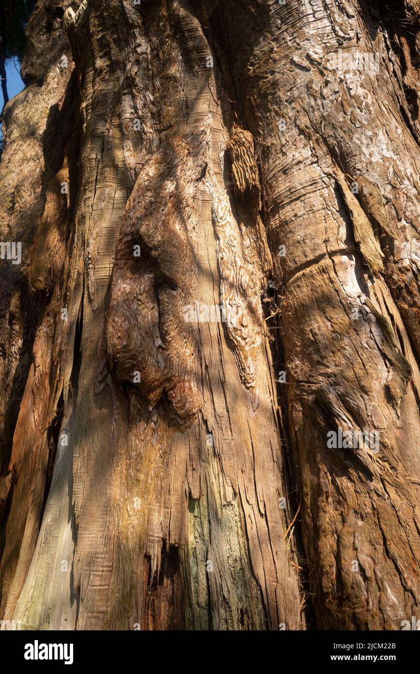 Redwoods bark naturally resistant to insects fungi and fire because ...