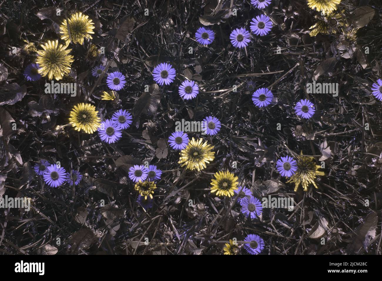 Comparison of possible bee insect vision in different parts visible ...