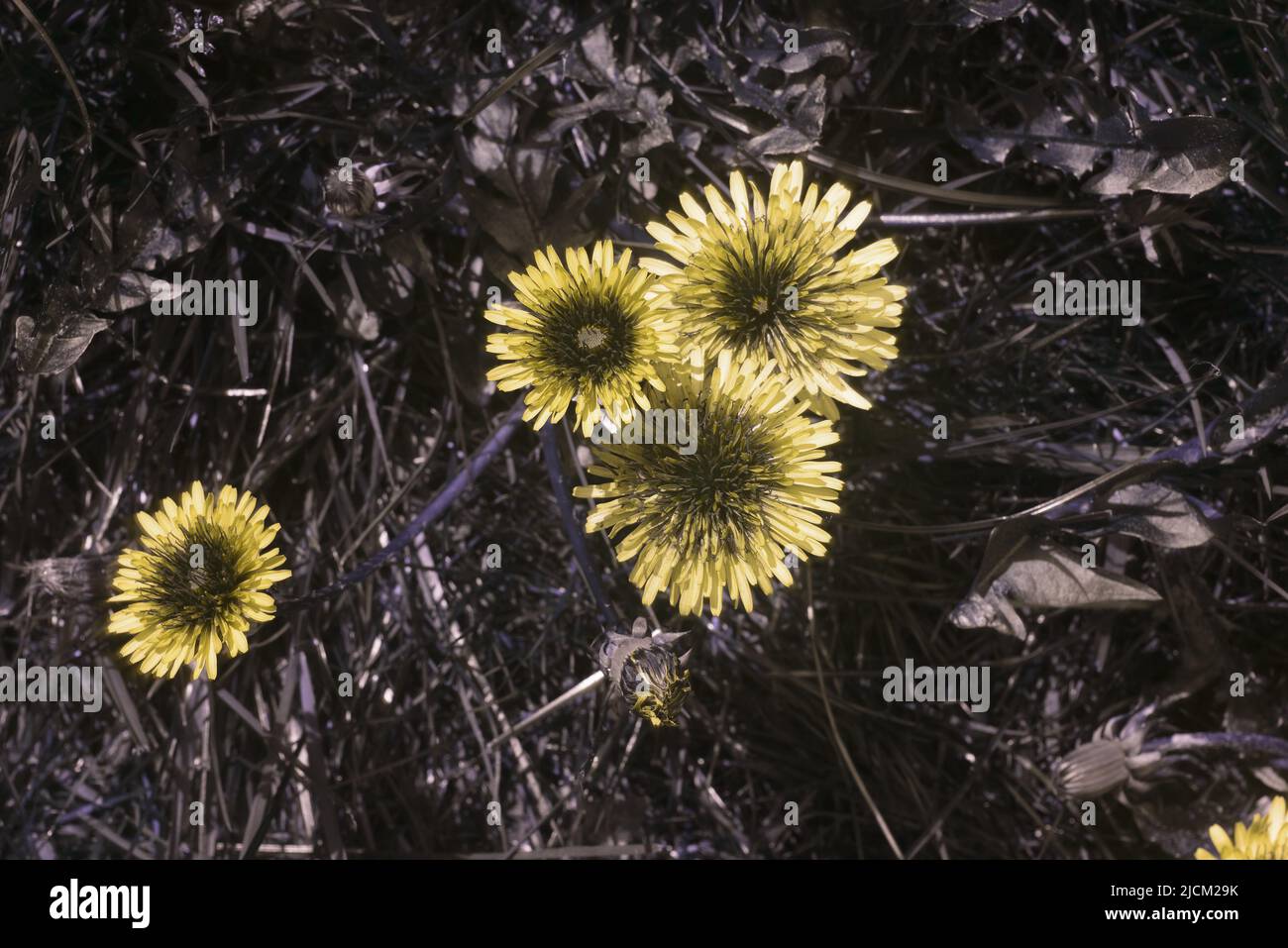 Comparison of possible bee insect vision in different parts visible ...