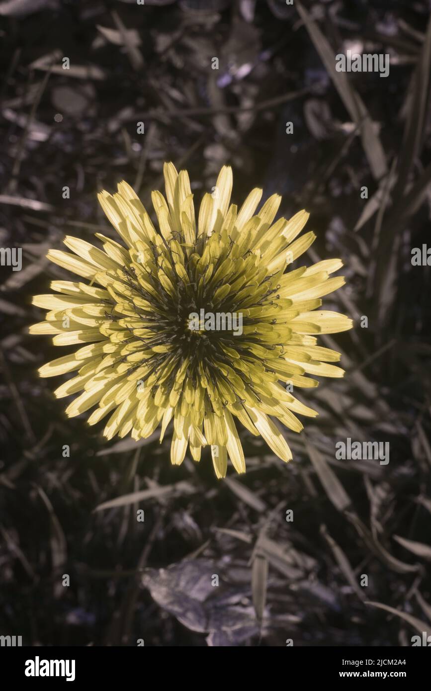 Comparison of possible bee insect vision in different parts visible ...