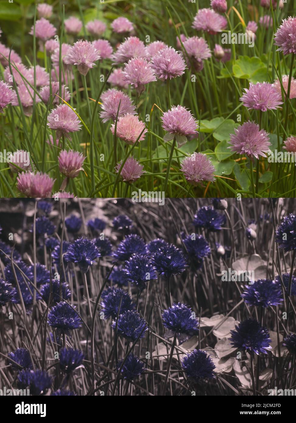 Comparison of possible bee insect vision in different parts visible ...