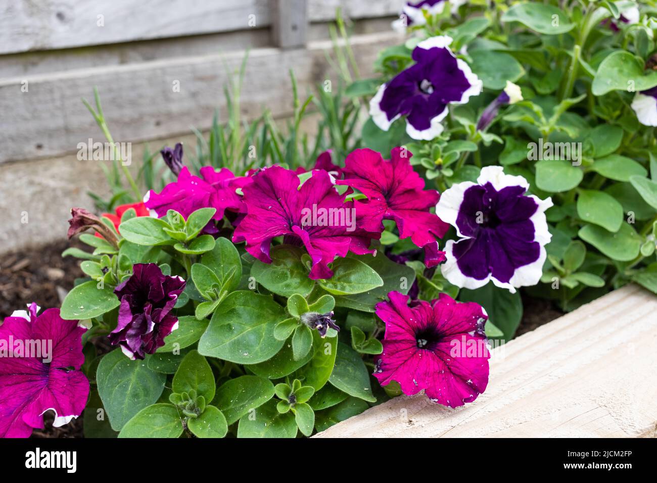 Petunia ice mix hi-res stock photography and images - Alamy