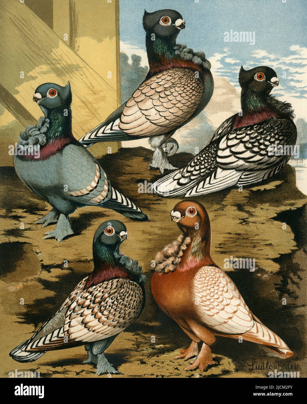 Five Blondinette pigeons, a compact, plump, fancy breed bred in several ...