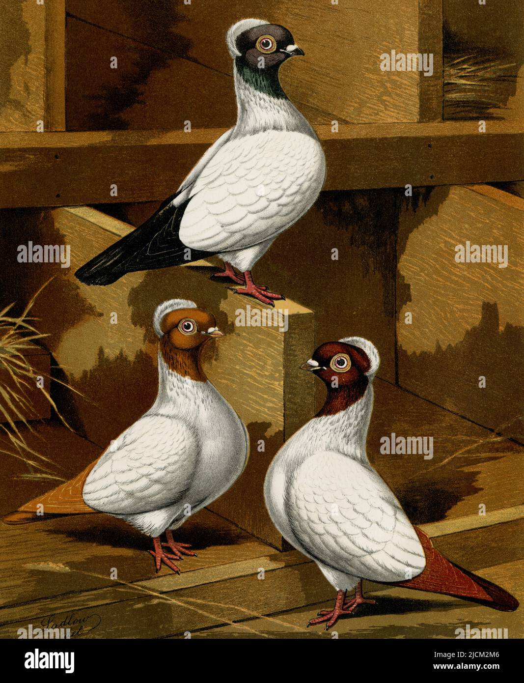 Three 'nuns' with black, yellow and red heads ... high resolution scan ...