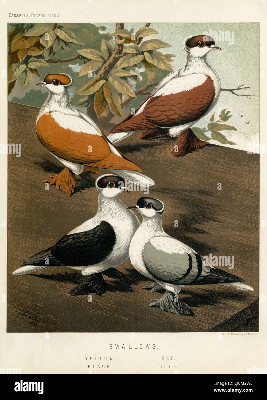 Swallow pigeons with feathers almost hiding their feet: four colourful ...