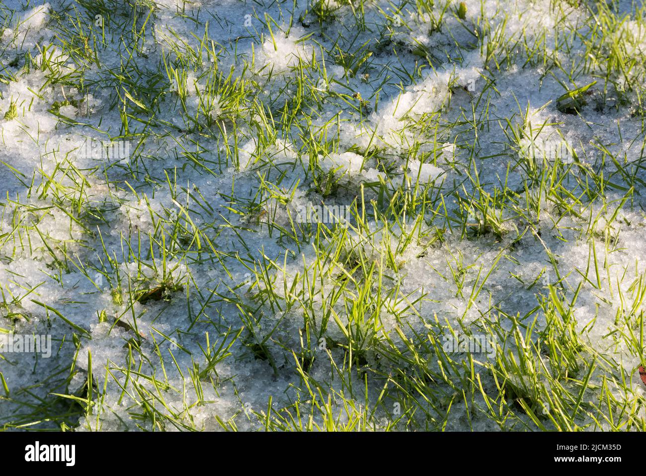 Sudden dusting of hail and snow in early Springtime leaves grass and ...