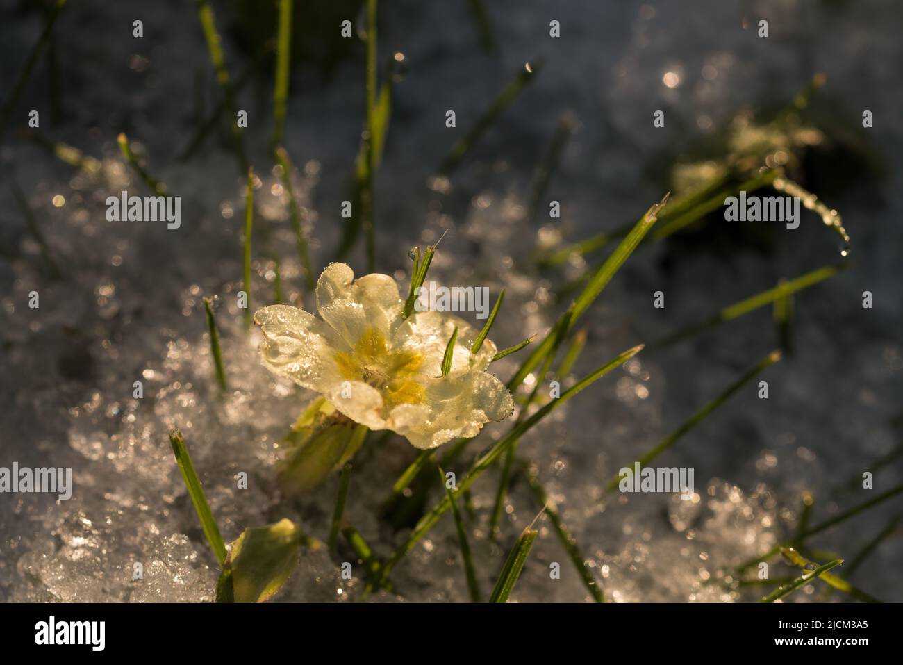 Sudden dusting of hail and snow in early Springtime leaves grass and ...