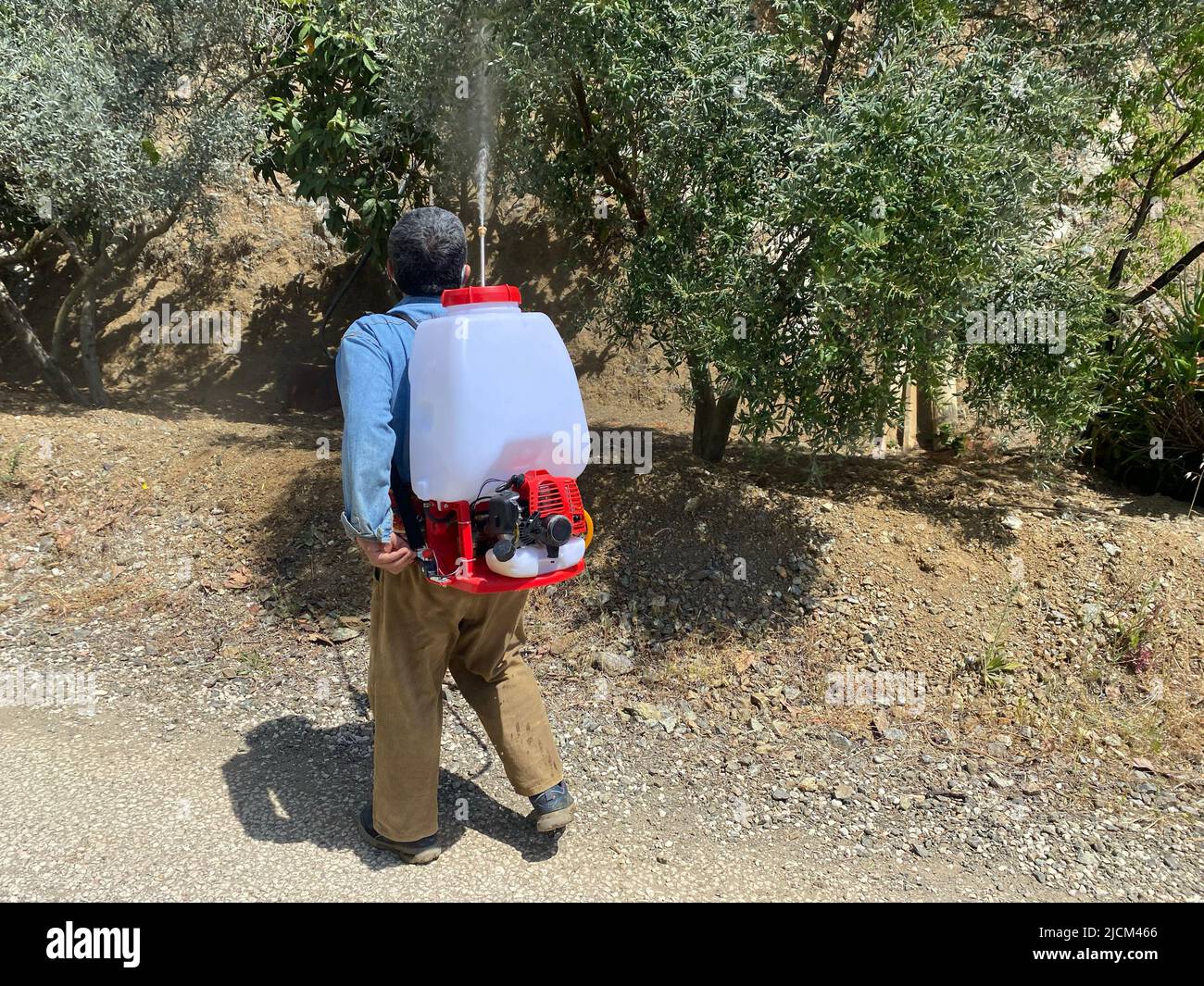 Spraying olive tree with an organic pesticide or insecticide in early ...