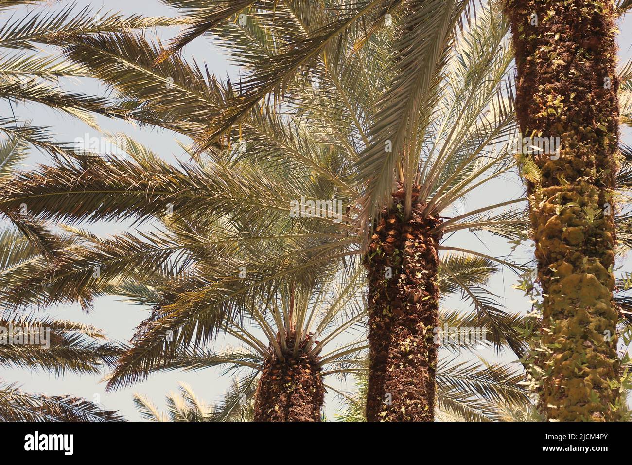 Beautiful tropical palm trees growing in the sunny meadow Stock Photo ...