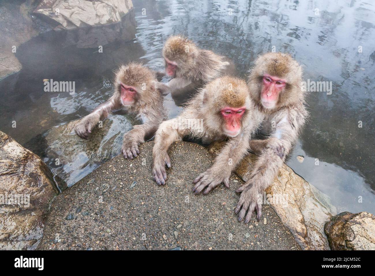 Snow monkeys sitting in a hot spring, Japan Stock Photo - Alamy