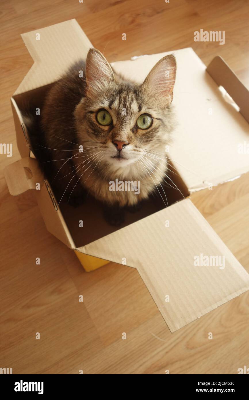 Kitten in a box hi-res stock photography and images - Alamy