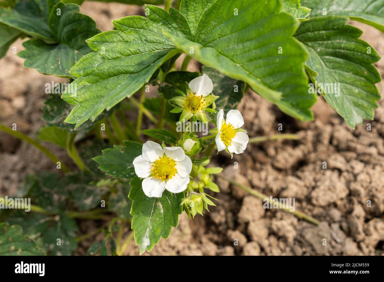 White flowers on farm hi-res stock photography and images - Alamy