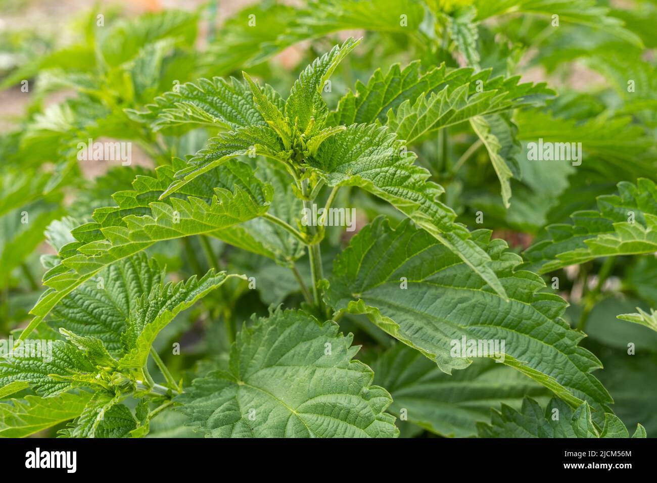 Early stinging nettle hi-res stock photography and images - Alamy