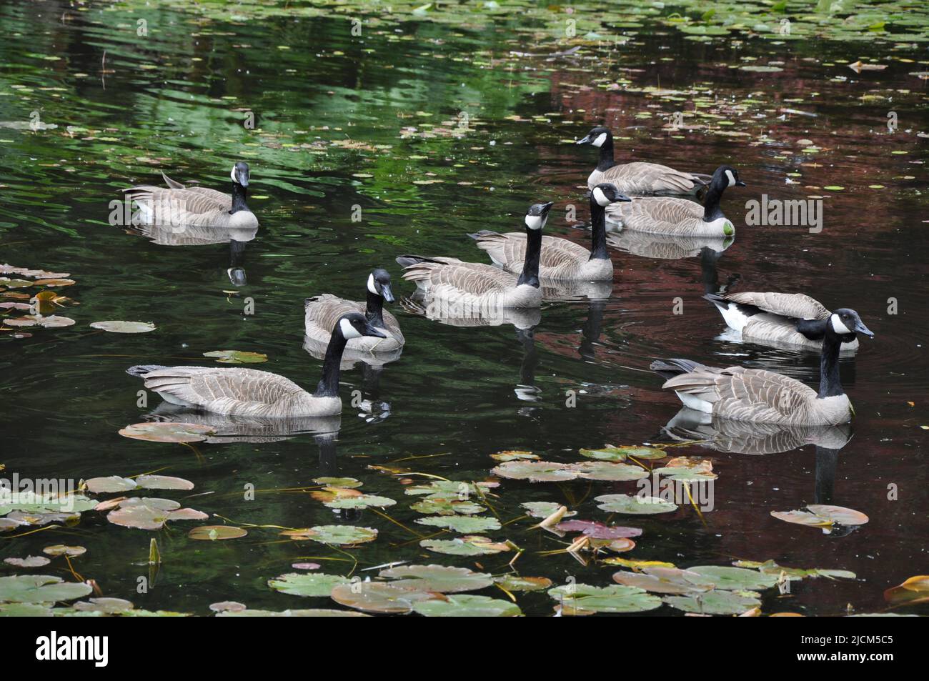 Flock of canada geese swimming on pond Stock Photo - Alamy