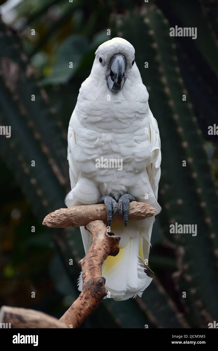 Cute white cockatoo bird sitting on branch Stock Photo - Alamy