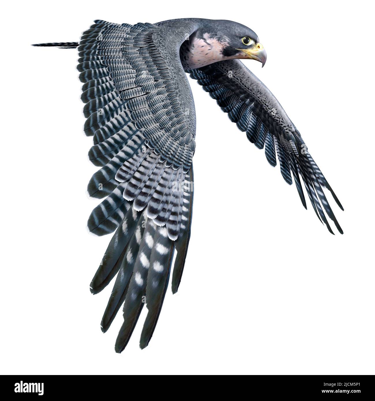 3D rendering of a falcon or bird of prey isolated on white background ...