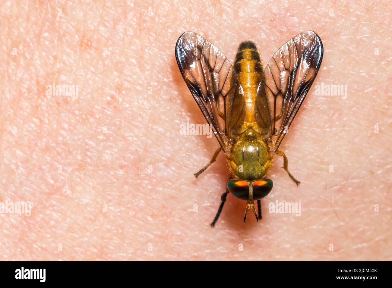 Yellow Fly - Diachlorus ferrugatus Stock Photo - Alamy