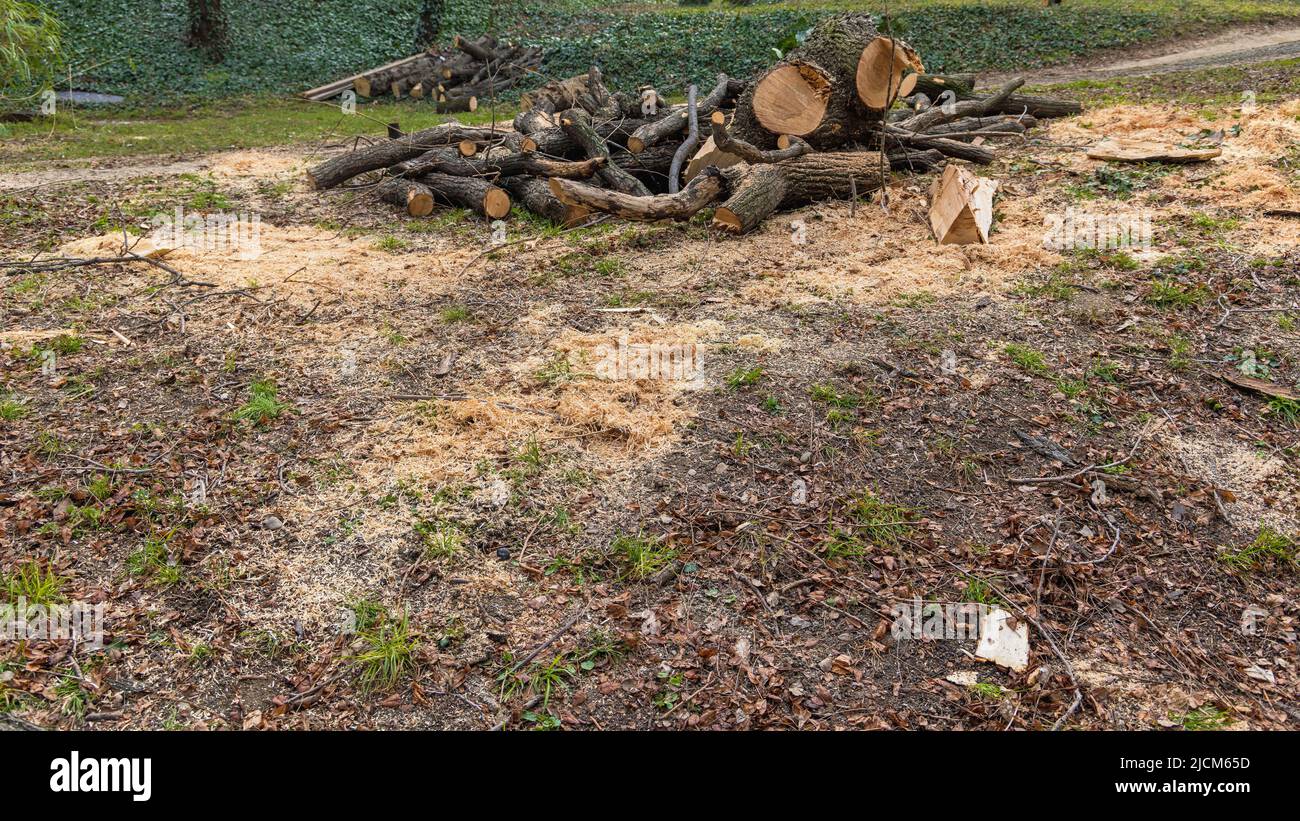 Cut down tree stump in hi-res stock photography and images - Alamy