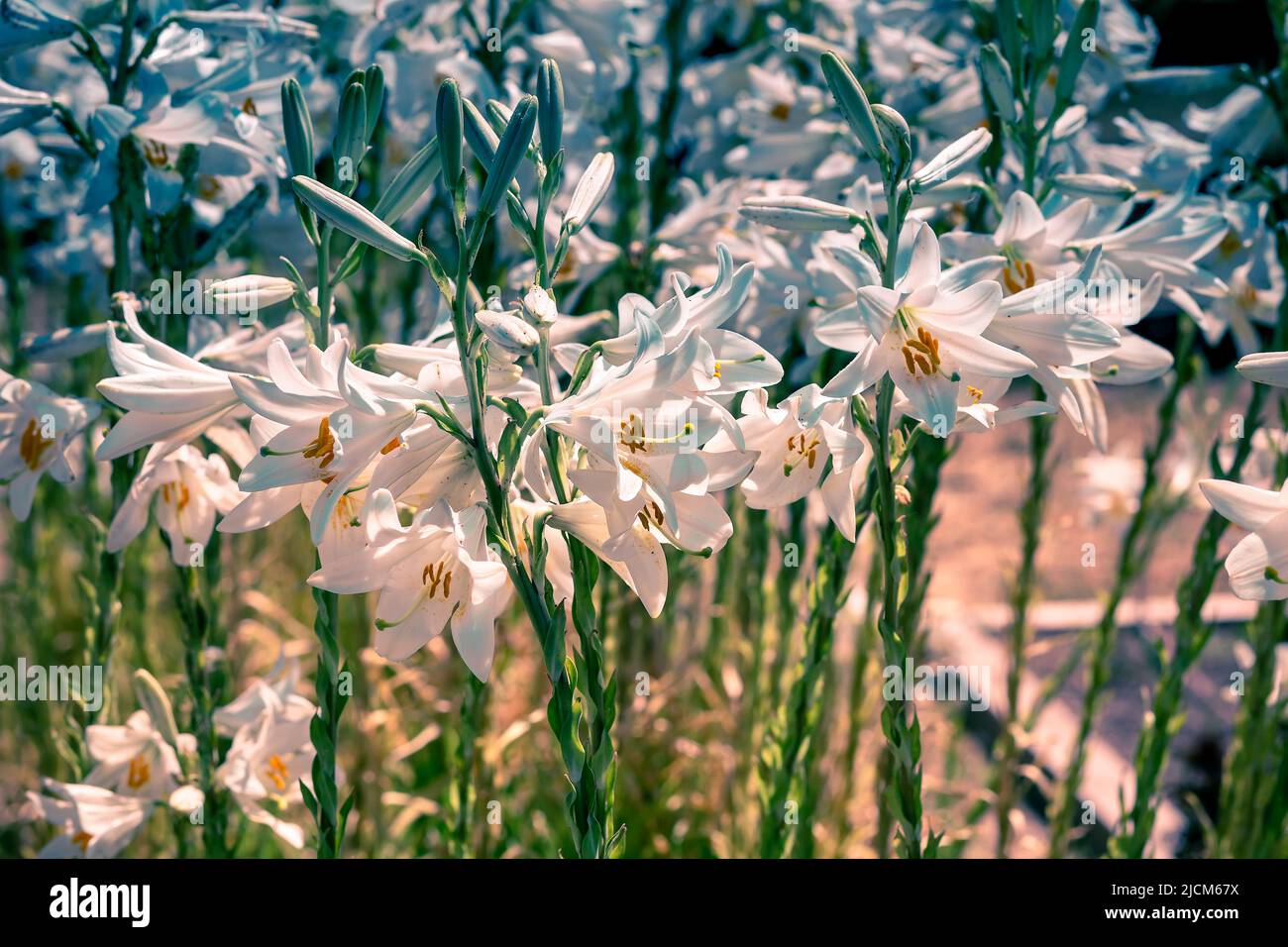 white flowers with long stems in boom . Summertime in a garden Stock ...