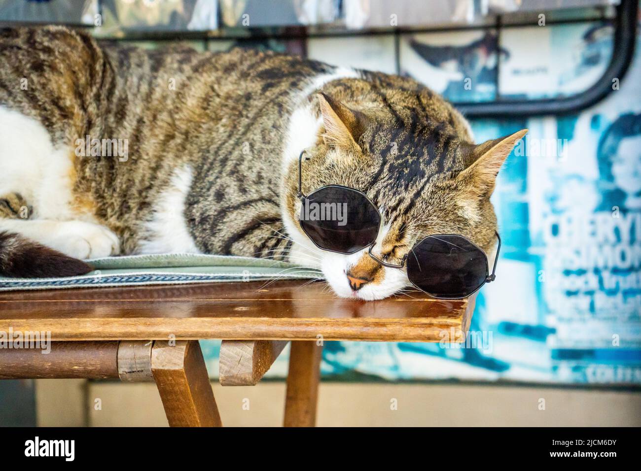 Istanbul, Turkey - May 28, 2022: Famous cat in sunglasses at on turkish ...