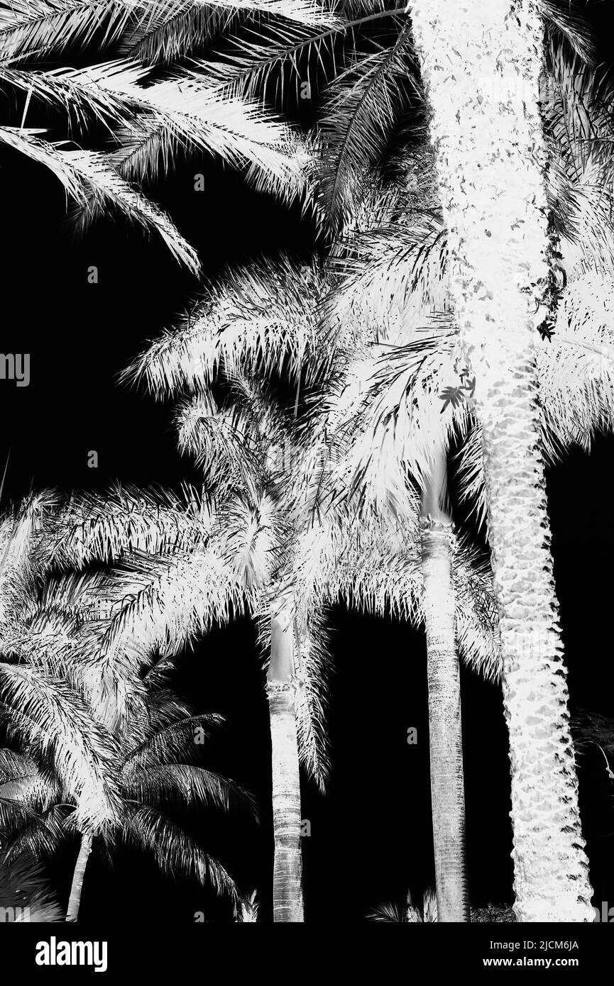 Tropical trees in field Black and White Stock Photos & Images - Alamy