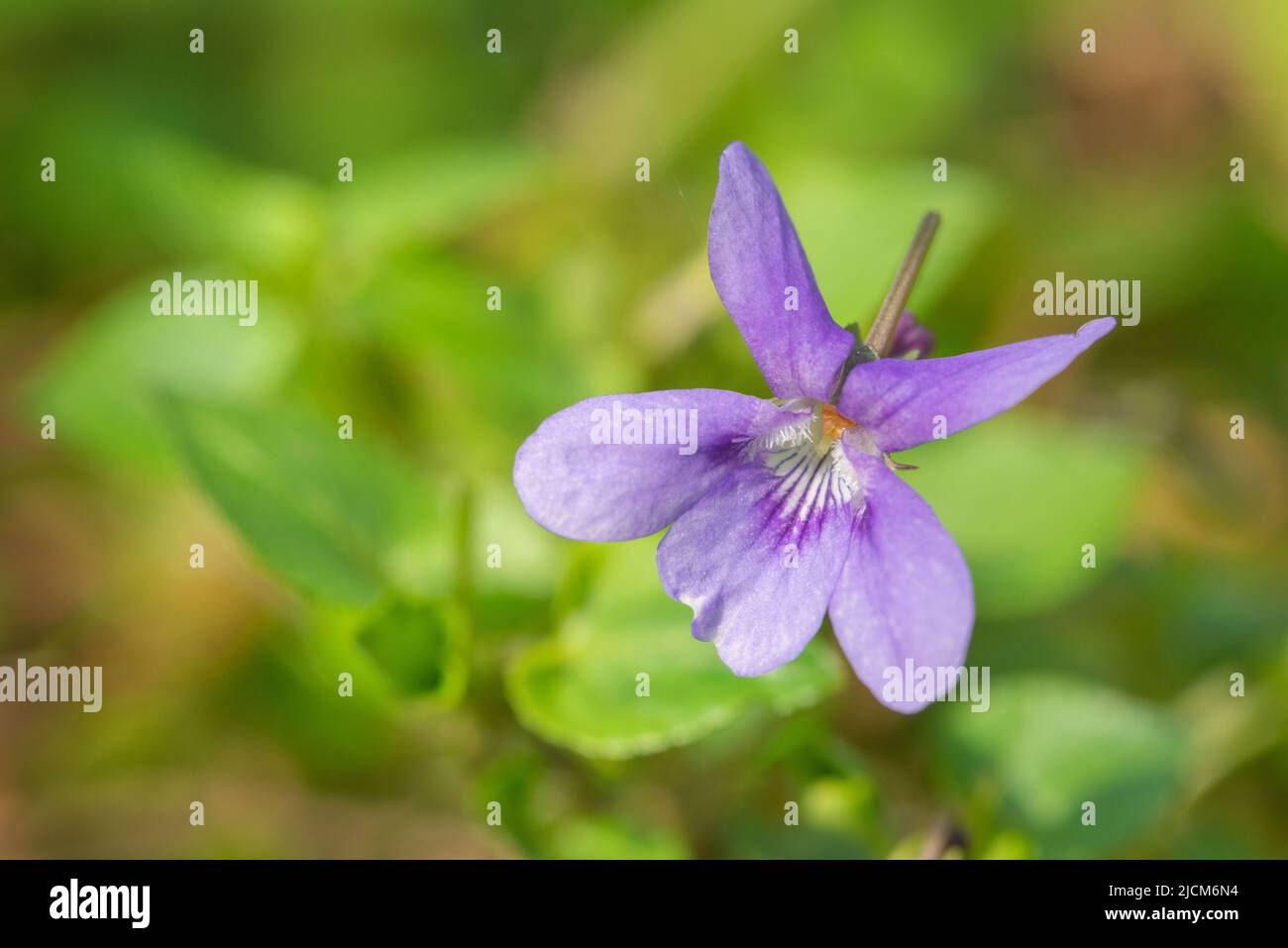 Common dog violet (Viola riviniana), Coed Gwempa, Carmarthenshire ...