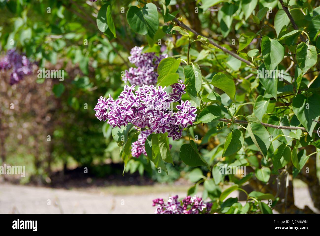 Common purple lilac syringa vulgaris hi-res stock photography and ...