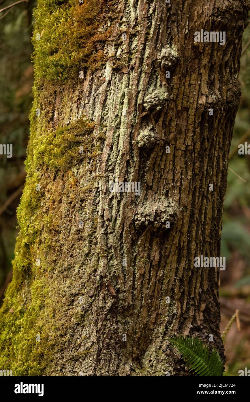Tree Bark with moss. Close up background Stock Photo - Alamy