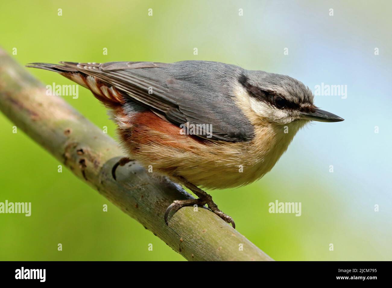European nuthatch {sitta europaea} hi-res stock photography and images ...