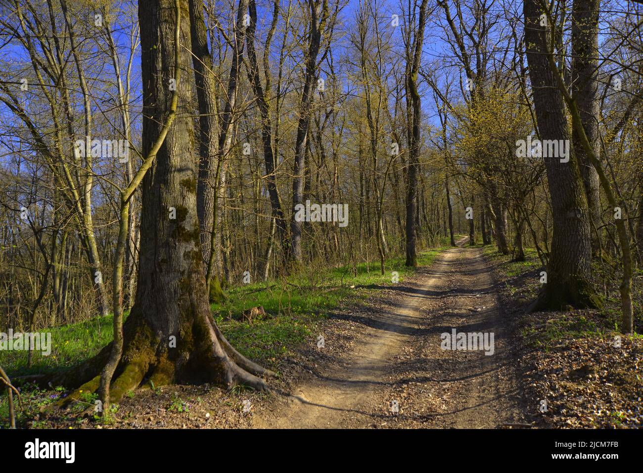 The path of the dead trees Stock Photo - Alamy