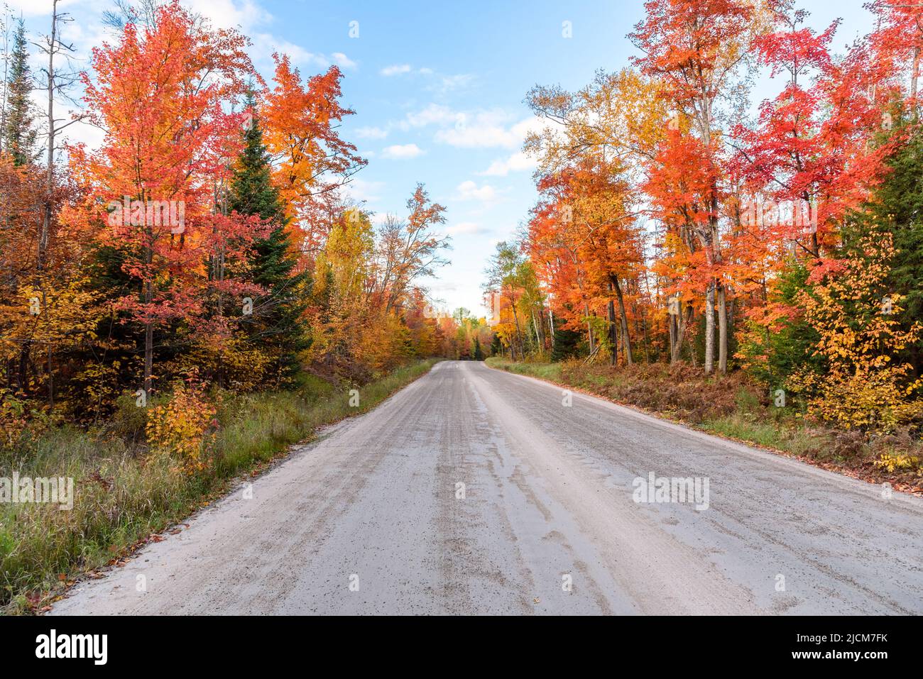 Empty unpaved road through a forest at the peak of fall foliage at ...