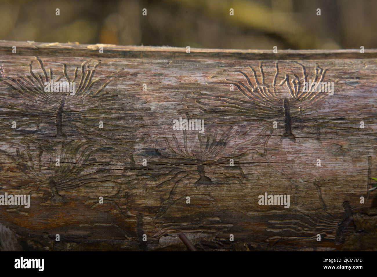 Tree trunk killed by the effects of wood borne pests Stock Photo - Alamy