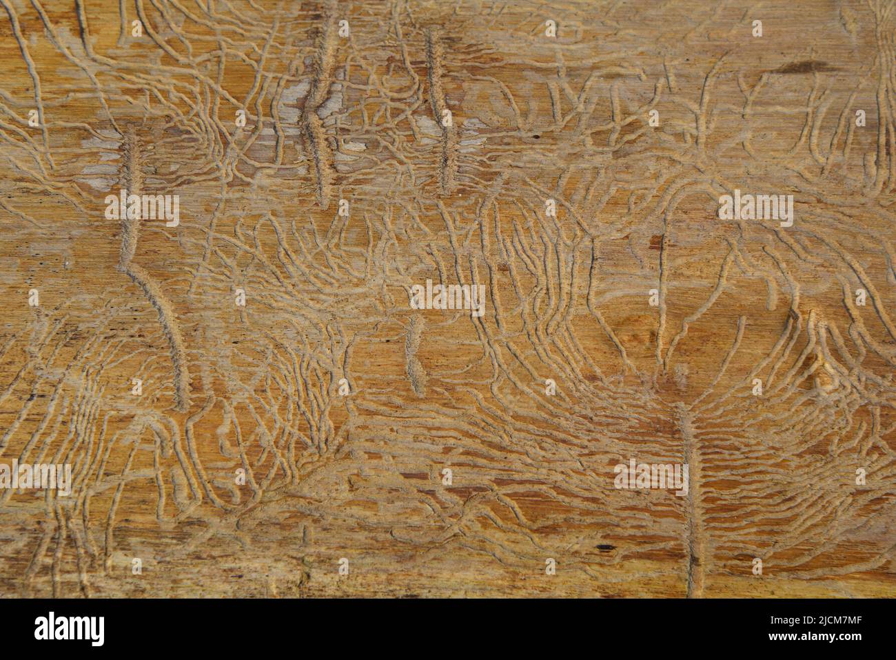 Tree trunk killed by the effects of wood borne pests Stock Photo - Alamy