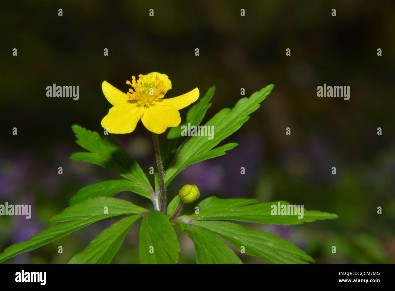 Anémona anémona ranunculoides hi-res stock photography and images - Alamy