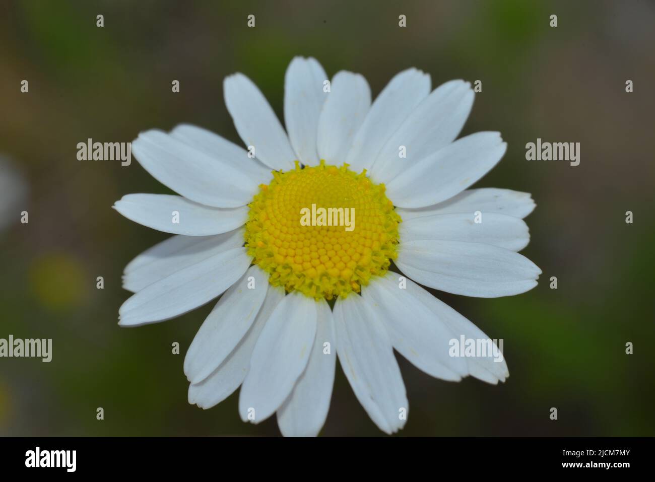 Mountain daisy flower in detail Stock Photo - Alamy