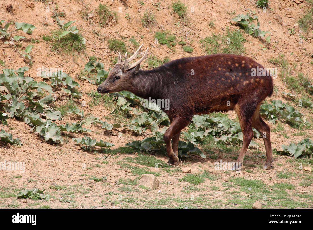Visayan spotted deer in a zoo in france Stock Photo - Alamy
