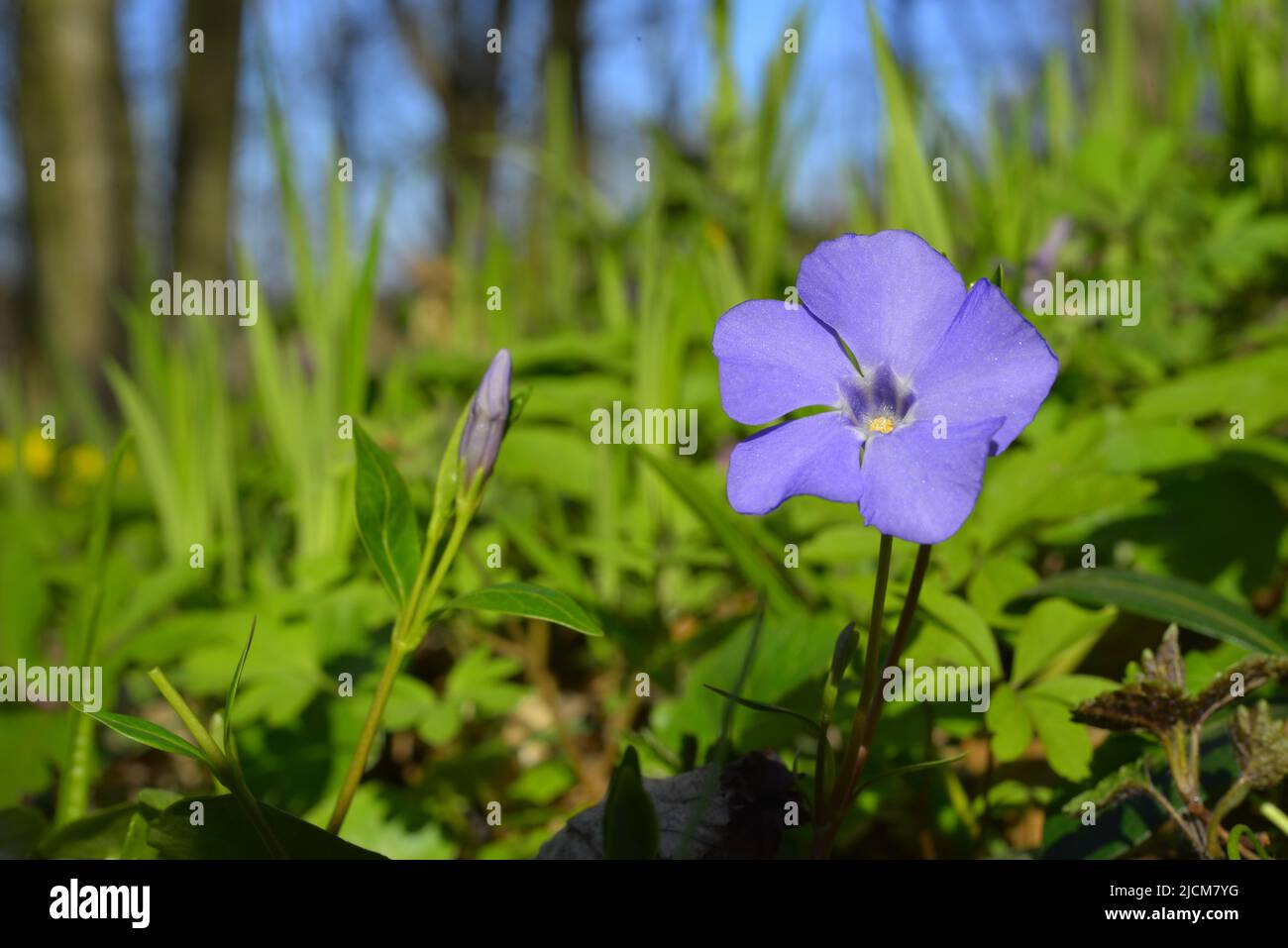 Bigleaf periwinkle vinca major hi-res stock photography and images - Alamy