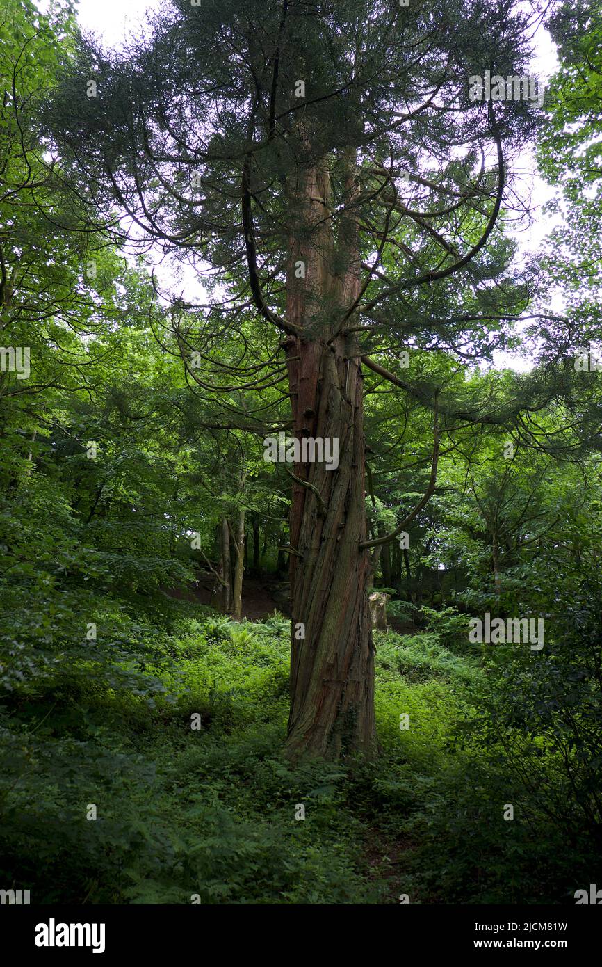 Treffry Viaduct 19th century industrial remains and World Heritage Site ...