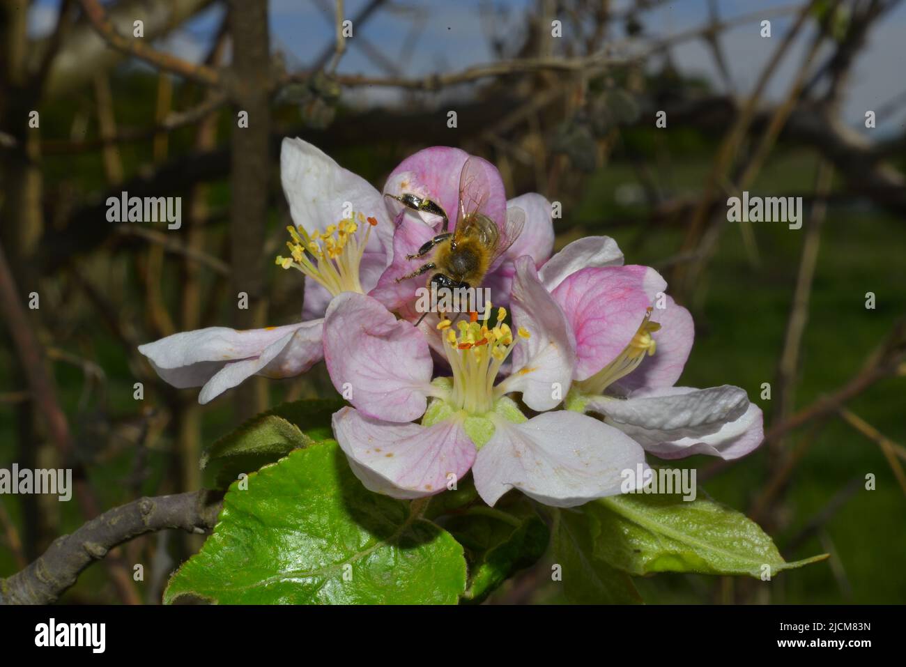 Bee pollinating apple blossom Stock Photo - Alamy