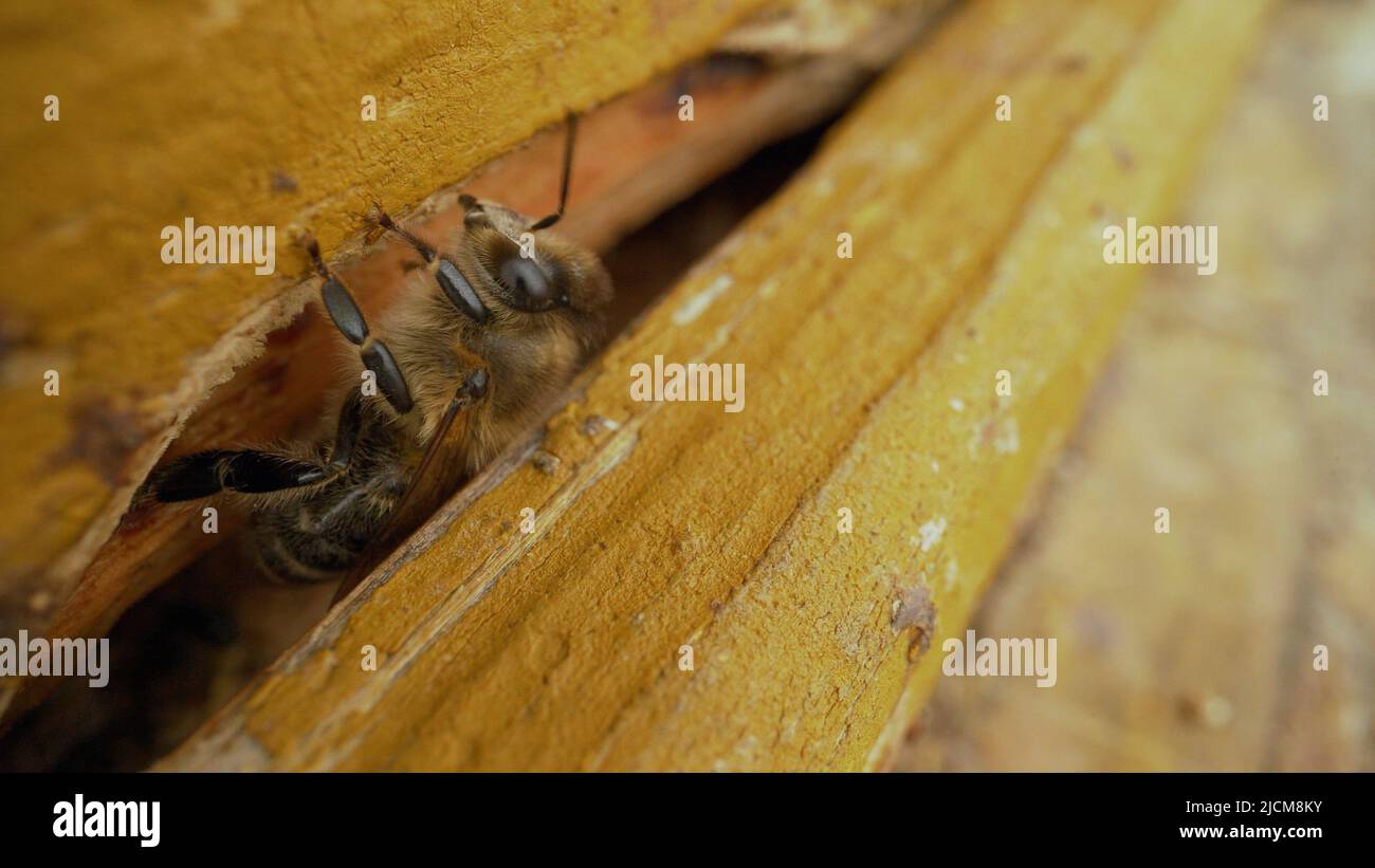 Close up buzzing bee hive hi-res stock photography and images - Alamy