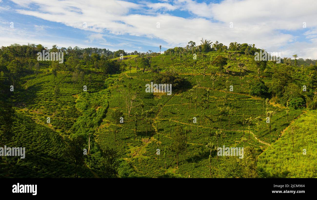 Green tea estate landscape. Tea plantations in Sri Lanka Stock Photo ...
