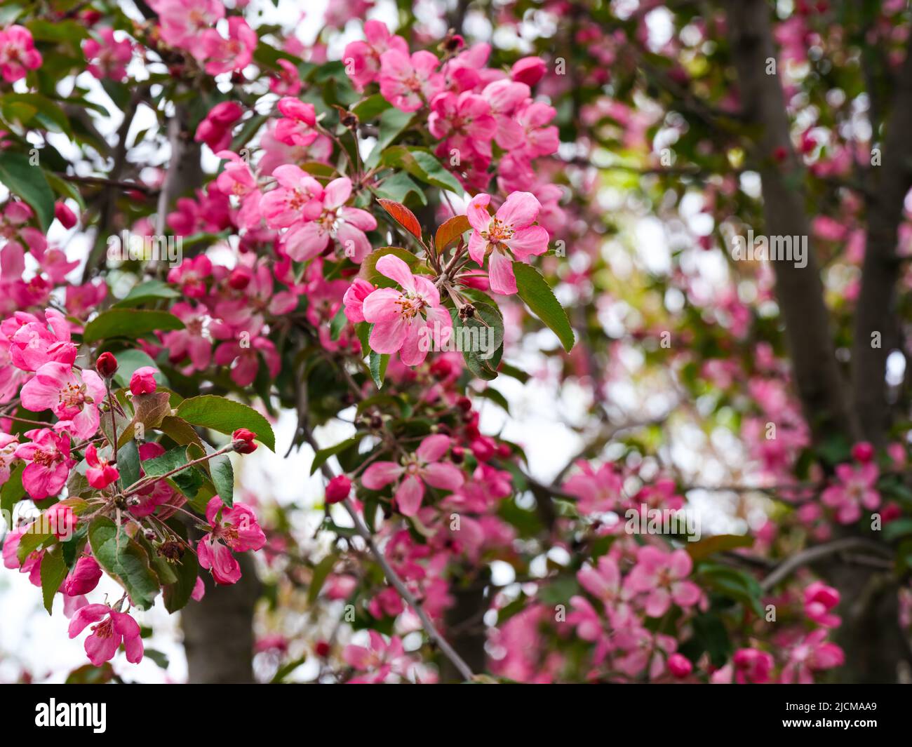 An apple tree in bloom with pink flowers. Full frame Stock Photo - Alamy