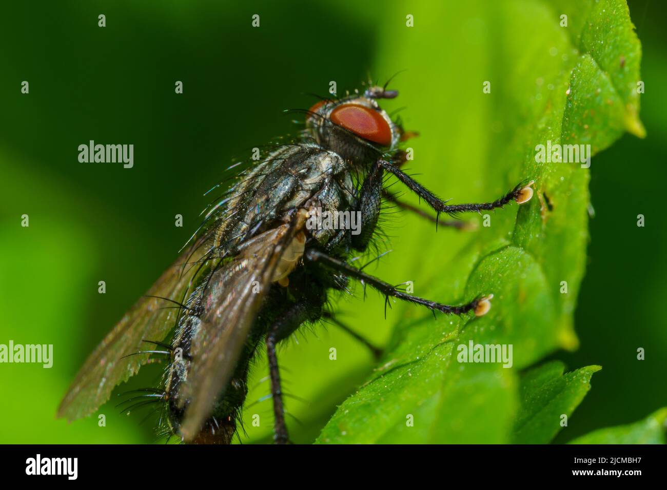 Musca autumnalis DeGeer Diptera: Mus-cidae , is a common livestock pest ...