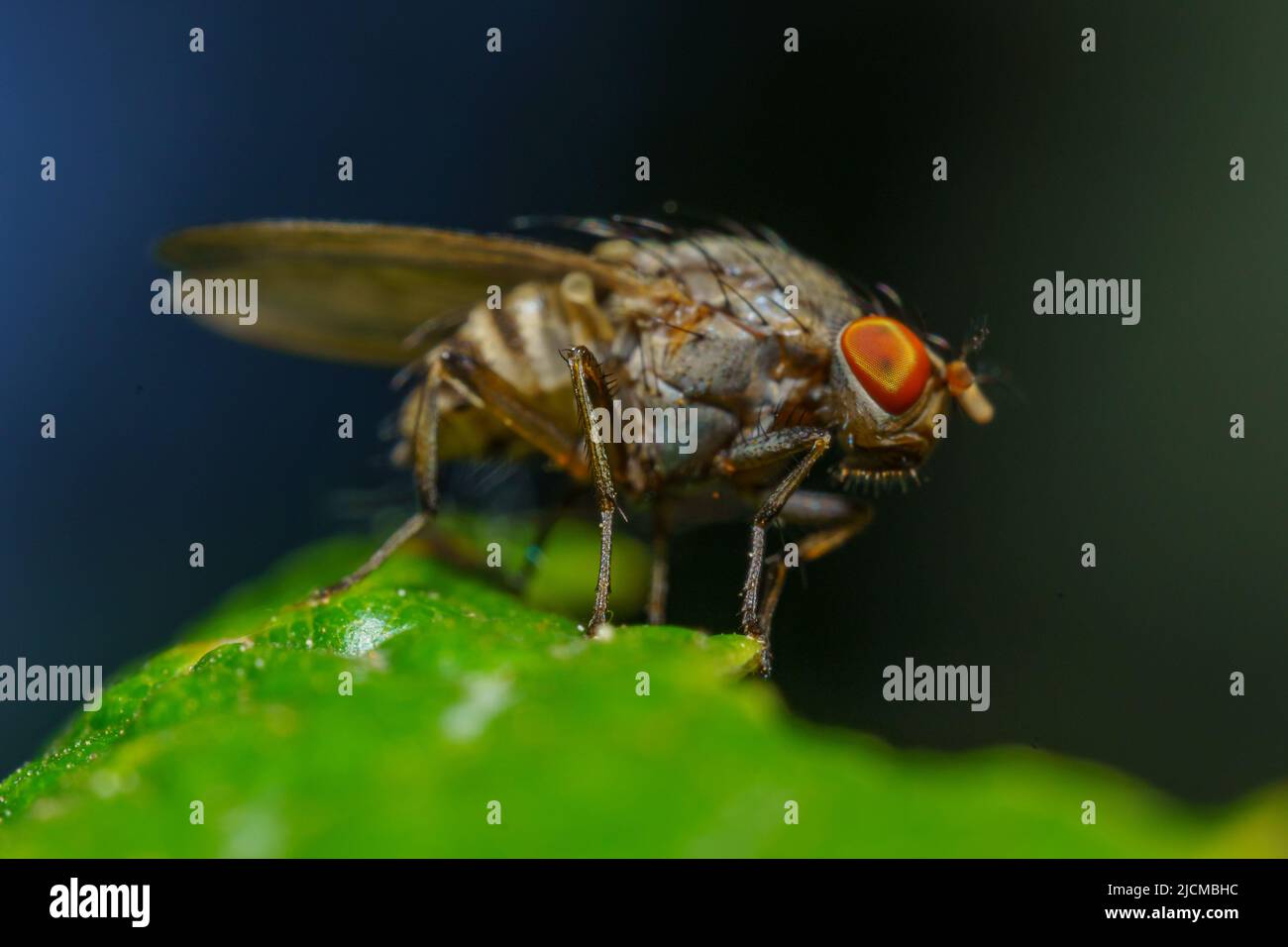 Musca autumnalis DeGeer Diptera: Mus-cidae , is a common livestock pest ...