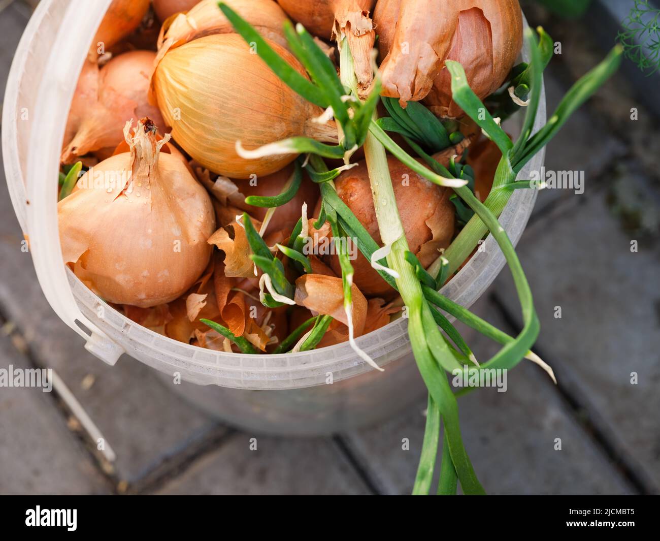 A close-up shot of a transparent bucket full of sprouted onion bulbs ...