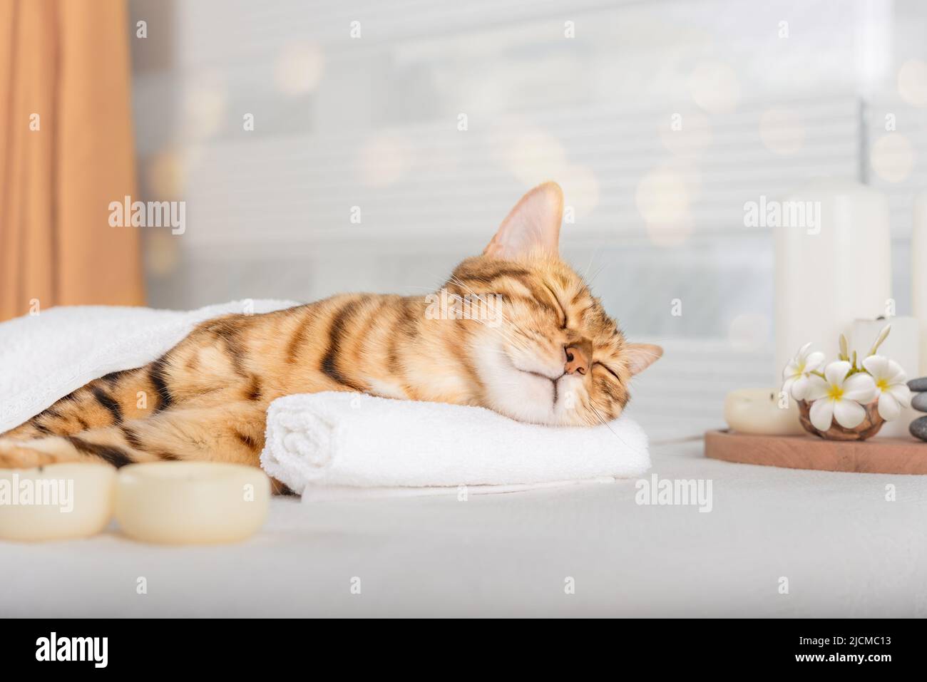 Cute domestic cat enjoys treatments at the spa. Body restoration. The ...