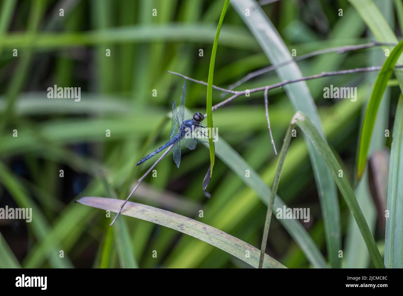 A dark blue to purplish large dragonfly holding onto the bottom of a ...