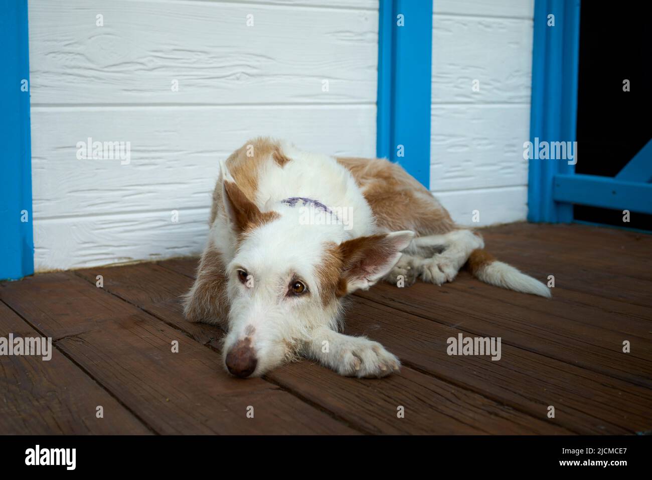 Podenco dog lying on the ground Stock Photo - Alamy