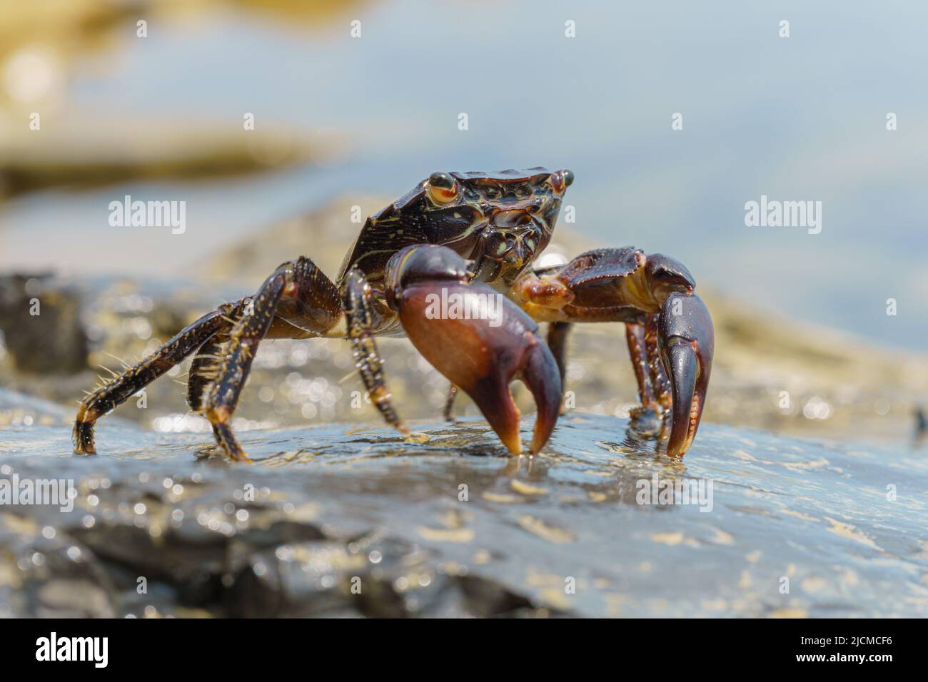Crab surrounded by seaweed. Sea wave flooded sitting on a stone crab in ...