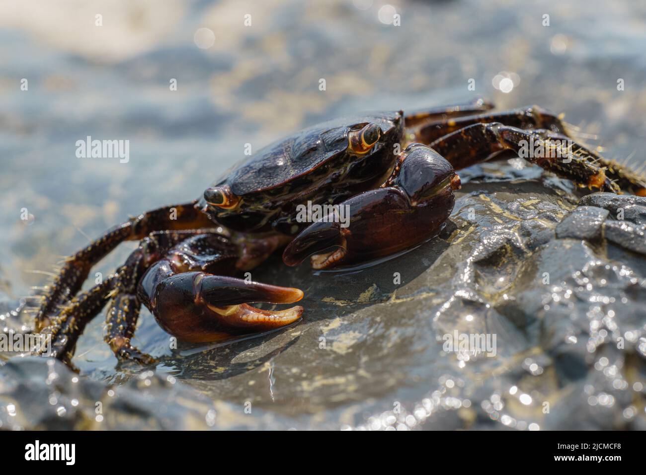 Crab surrounded by seaweed. Sea wave flooded sitting on a stone crab in ...